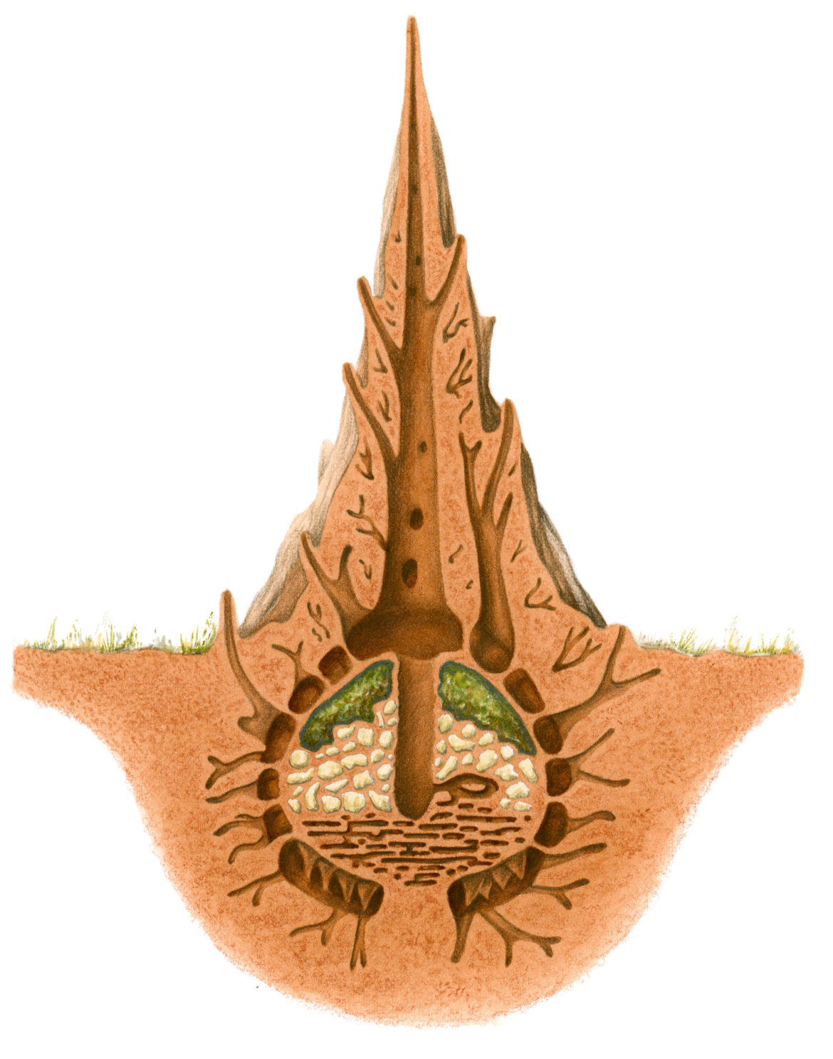 Termit kulesinin havalandırma sistemi – Atlas