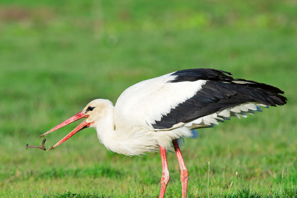 Atlas okurlarının gözünden Leylekler – Atlas
